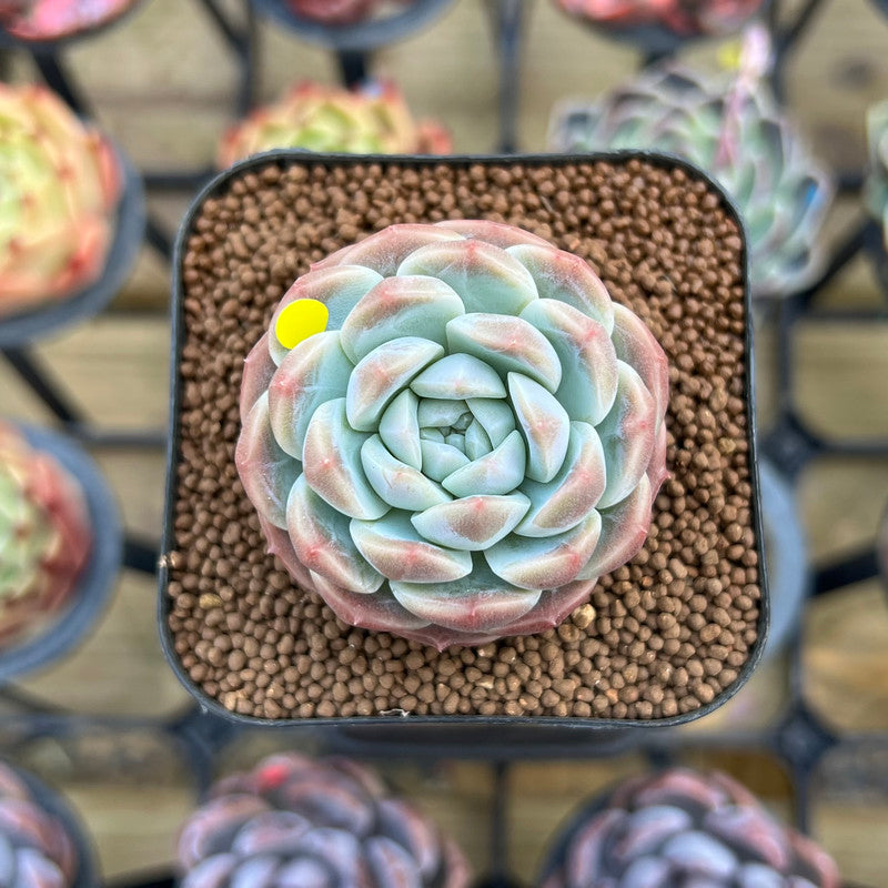 Echeveria 'Watermelon' 2" Succulent Plant Cutting – True Succulents ...