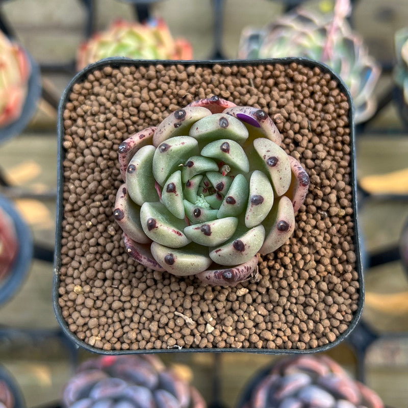 Echeveria 'Meshid' 1"-2" Succulent Plant Cutting – True Succulents ...