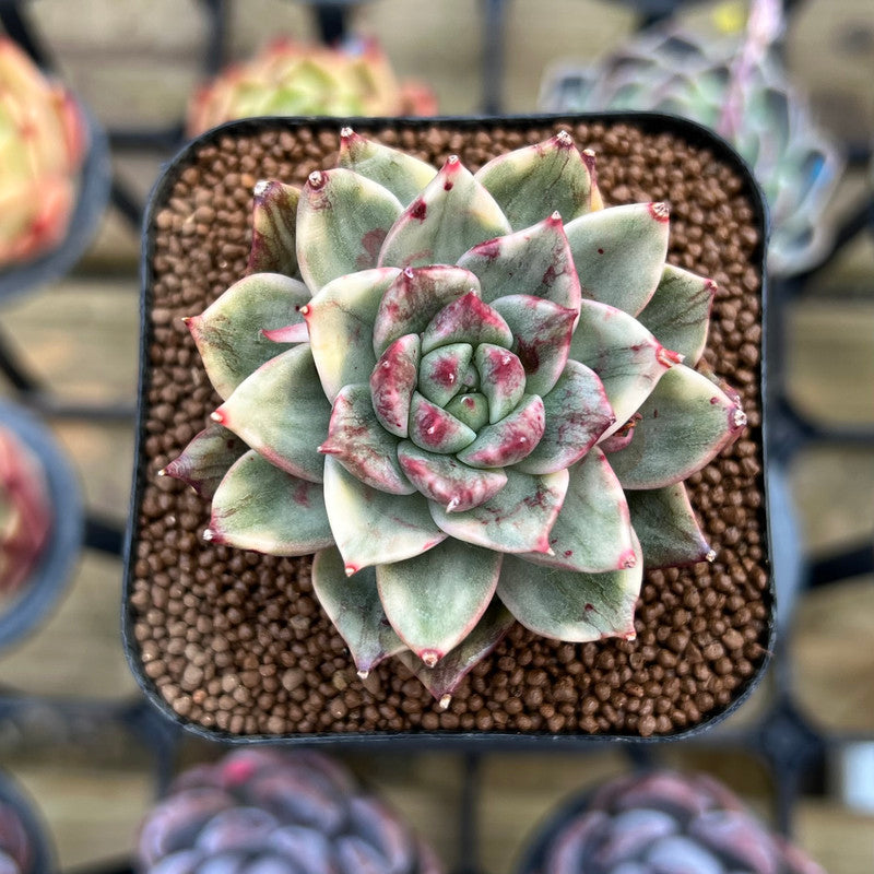 Echeveria 'Leopard' Silver Variegated 2" Succulent Plant Cutting – True ...
