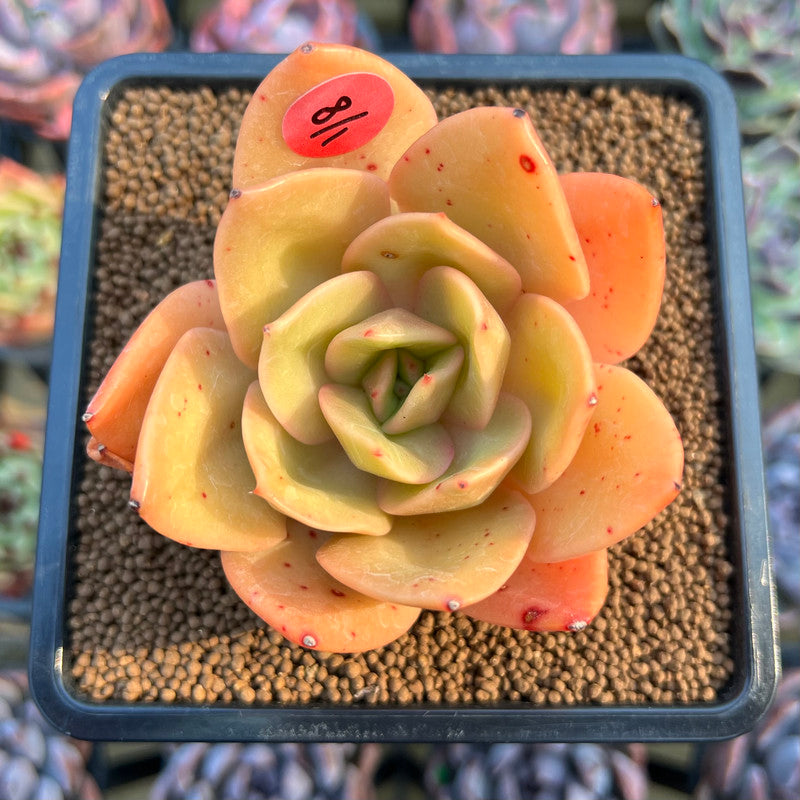 Echeveria 'Jude' 3" Succulent Plant Cutting – True Succulents Plant Co.
