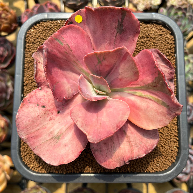 Echeveria 'Suyon' Variegated 5" Large Succulent Plant Cutting – True ...