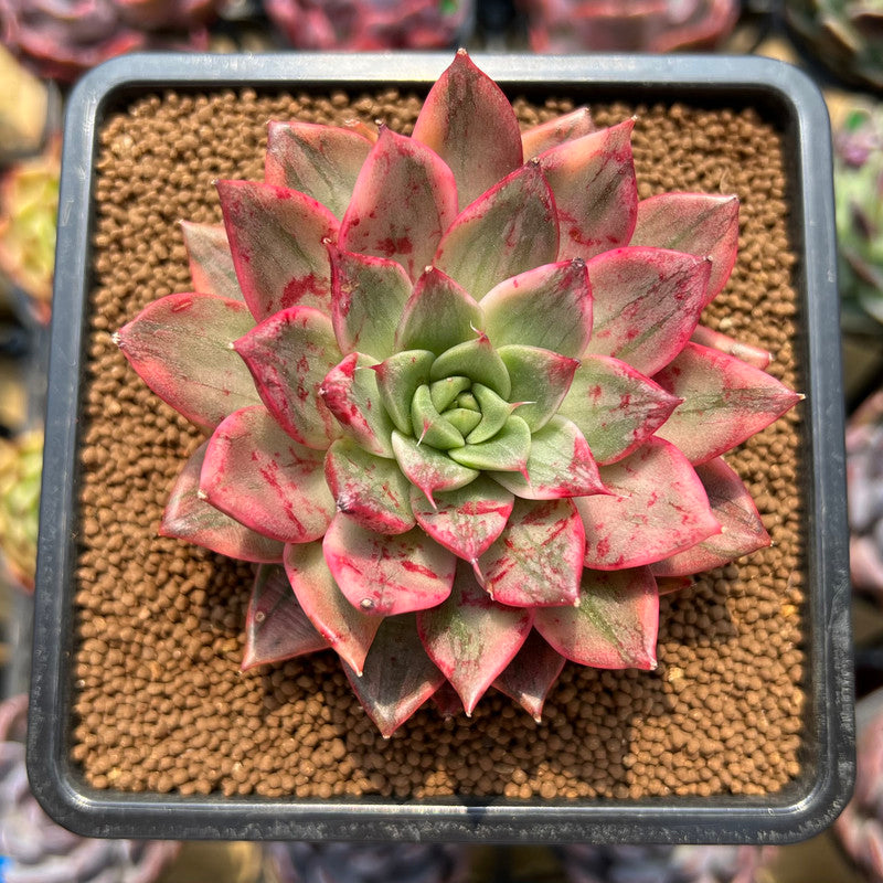Echeveria 'Leopard' Silver Variegated 2"-3" Succulent Plant Cutting ...