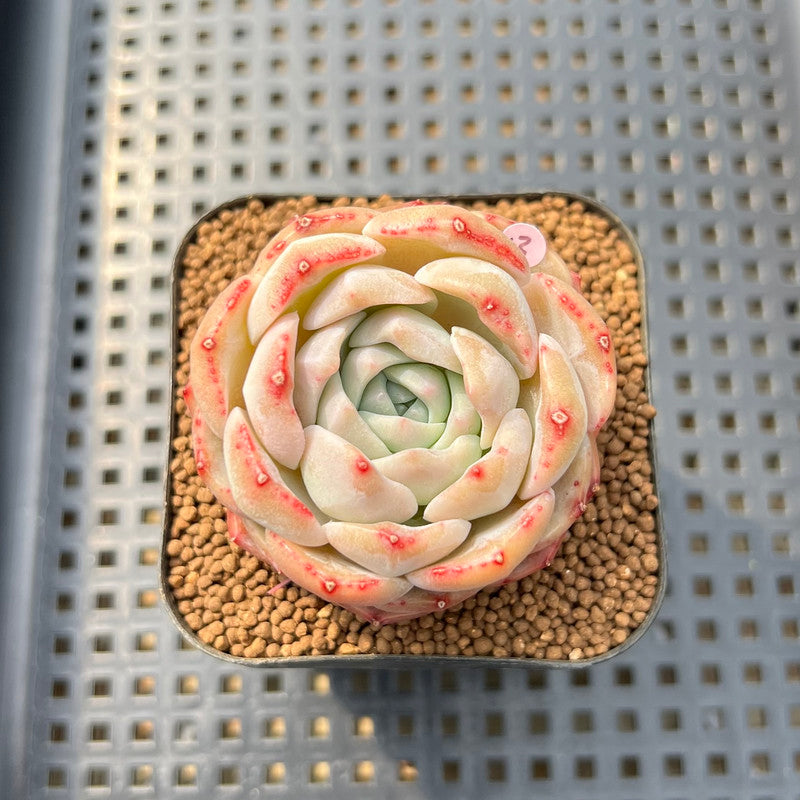 Echeveria 'Albi Fatima' 2" Succulent Plant Cutting – True Succulents ...