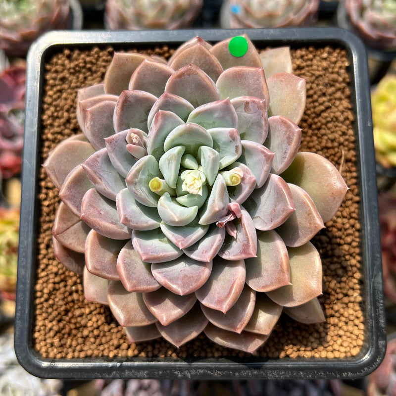 Pachyphytum Oviferum 'Moon Stone' x 'Hyalina' Hybrid 3" Succulent Plan ...