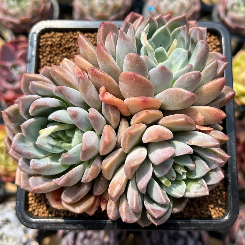 Pachyphytum Oviferum 'Moon Stone' x 'Hyalina' Hybrid 3" Succulent Plan ...