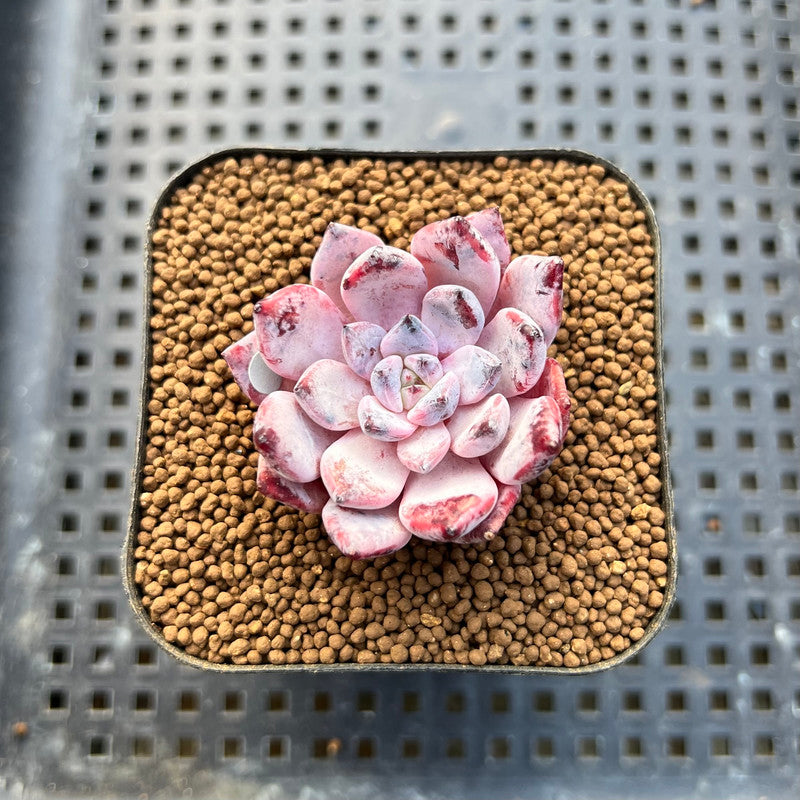 Echeveria 'Geronimo' 1" Succulent Plant Cutting – True Succulents Plant Co.