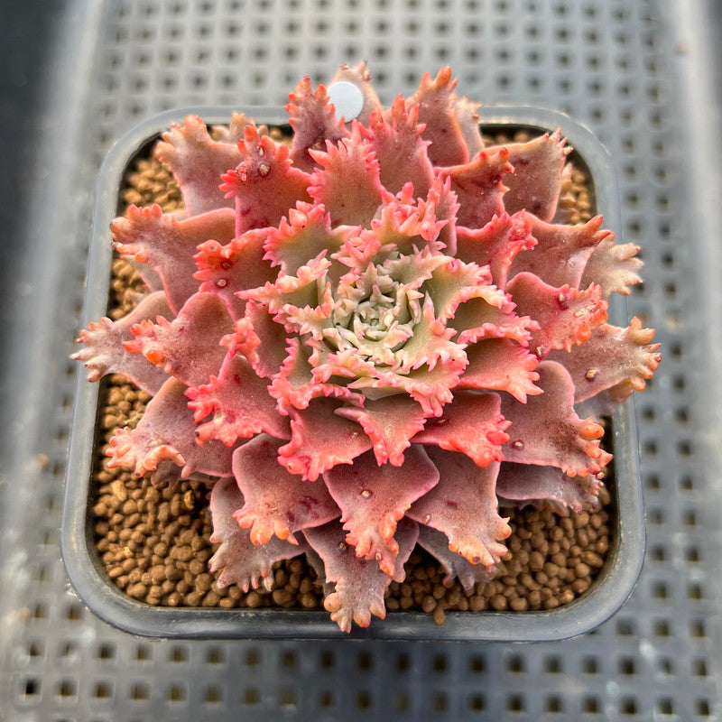Graptoveria 'Starfire' 2" (Suculentia Original Hybrid) Succulent Plant ...