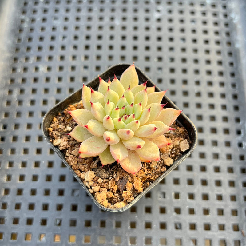 Echeveria Zaragoza 2" Succulent Plant – True Succulents Plant Co.