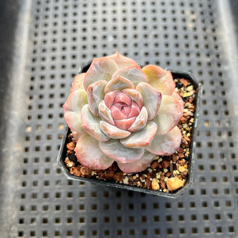 Echeveria 'Strawberry Boba' 2" Succulent Plant – True Succulents Plant Co.