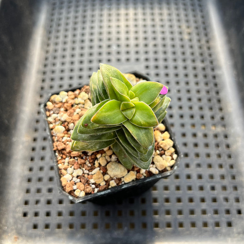 Crassula 'Springtime' Variegated 2" Succulent Plant – True Succulents ...