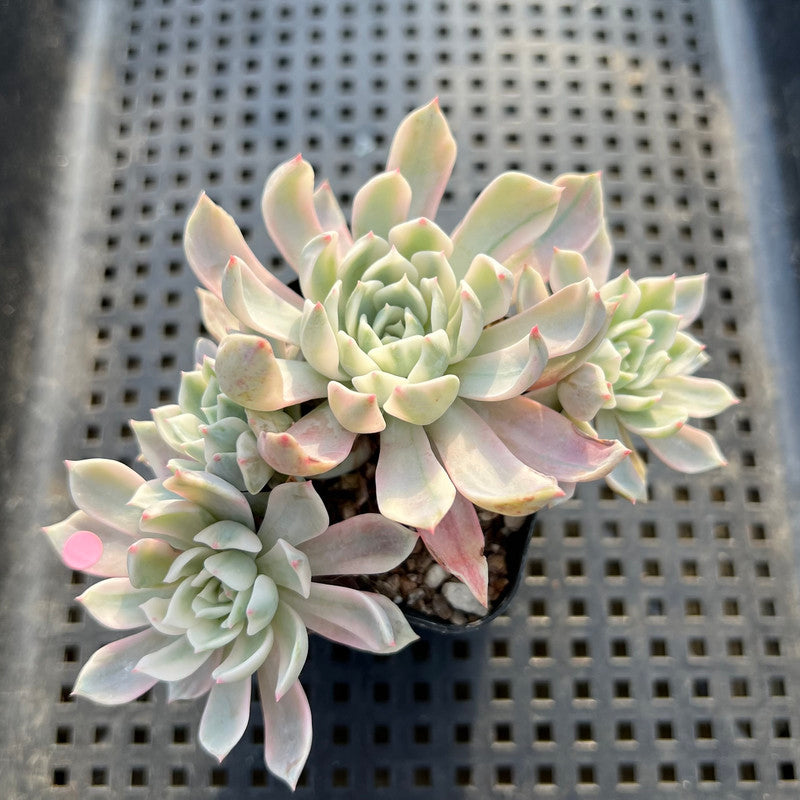 Echeveria 'Angel-In-Us' Variegated 3"-4" Succulent Plant – True ...