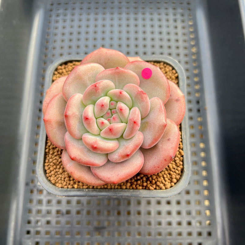 Echeveria 'Ariel' 2"-3" Succulent Plant Cutting – True Succulents Plant Co.