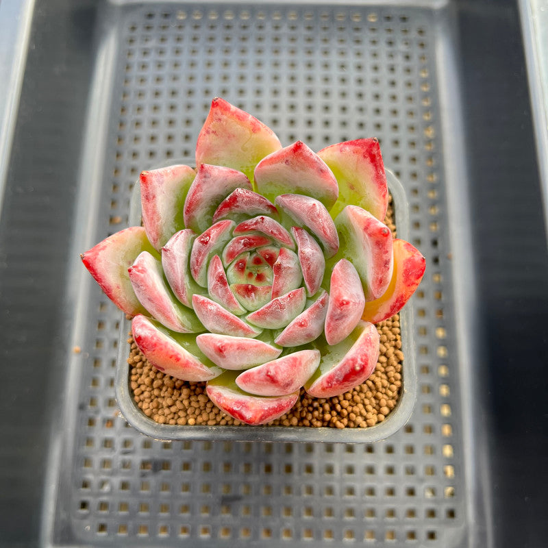 Echeveria 'Ratam' 2" Succulent Plant Cutting – True Succulents Plant Co.
