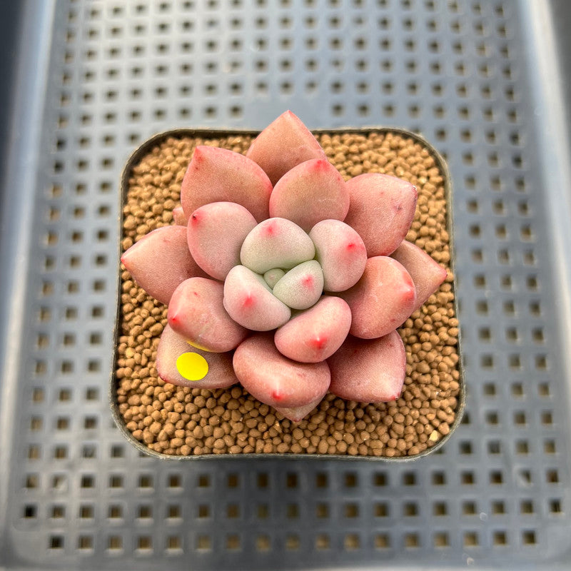 Graptoveria 'Ruby Donna' 2" Succulent Plant Cutting – True Succulents ...