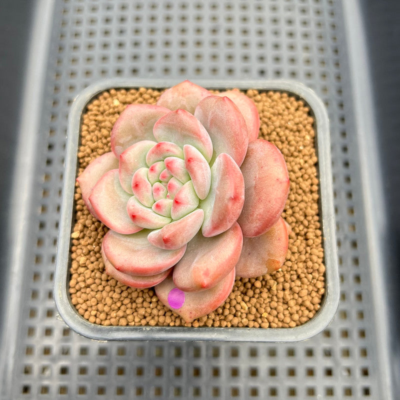 Echeveria 'Ariel' 2"-3" Succulent Plant Cutting – True Succulents Plant Co.