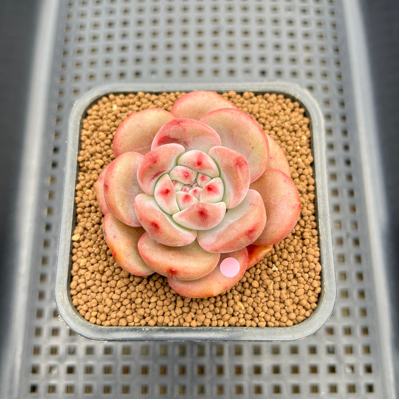 Echeveria 'Ariel' 2"-3" Succulent Plant Cutting – True Succulents Plant Co.