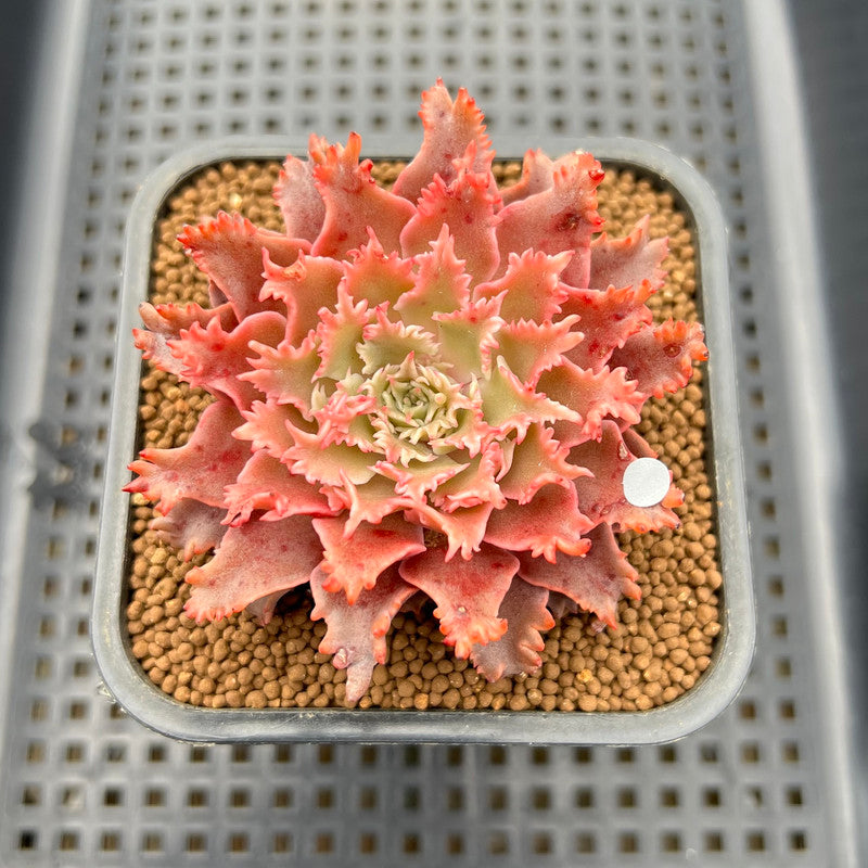 Graptoveria 'Starfire' 2" (Suculentia Original Hybrid) Succulent Plant ...