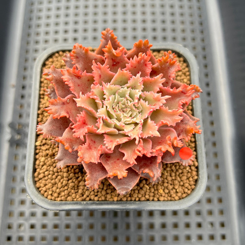 Graptoveria 'Starfire' 2" (Suculentia Original Hybrid) Succulent Plant ...
