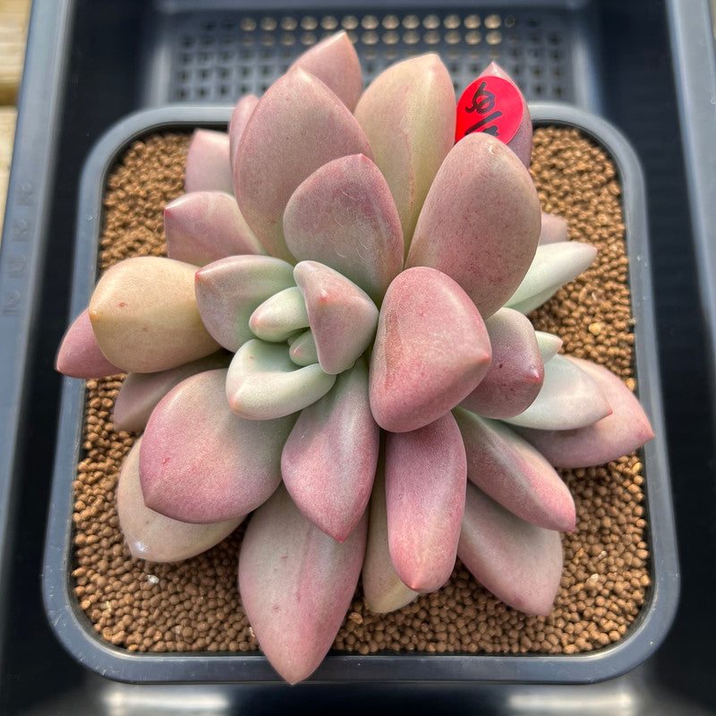 Graptoveria 'Ruby Donna' 6"-7" Large Succulent Plant Cutting – True ...