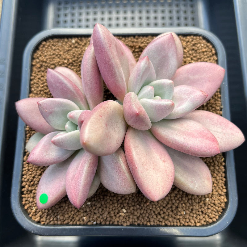 Graptoveria 'Ruby Donna' 6"-7" Large Succulent Plant Cutting – True ...