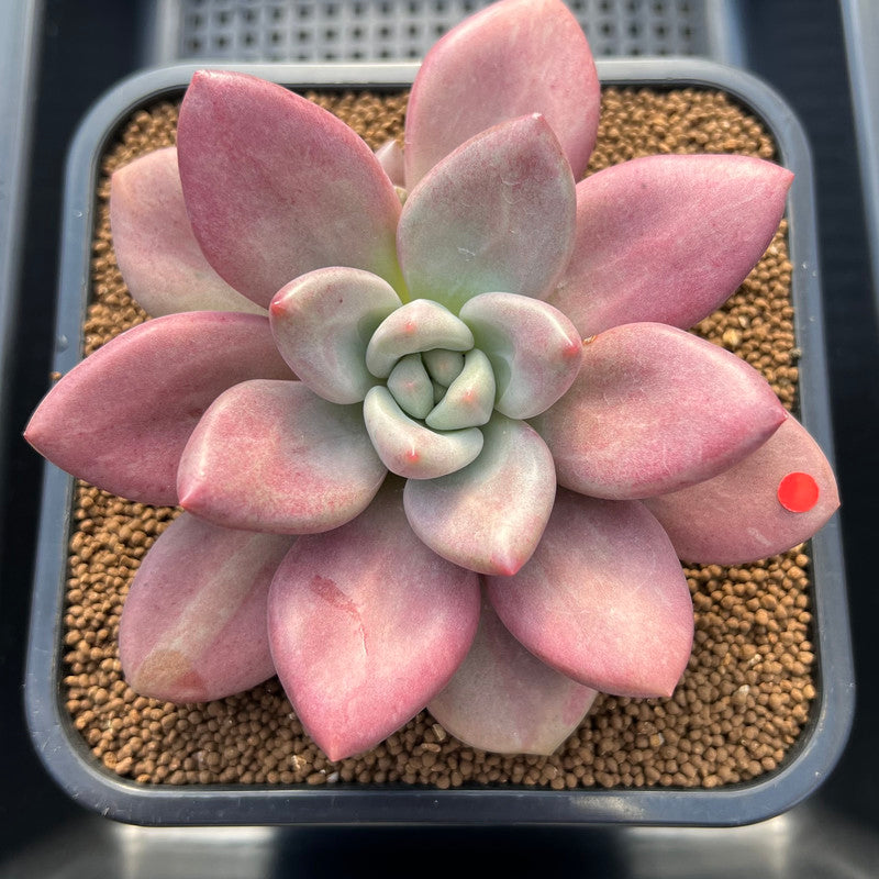 Graptoveria 'Ruby Donna' 6"-7" Large Succulent Plant Cutting – True ...