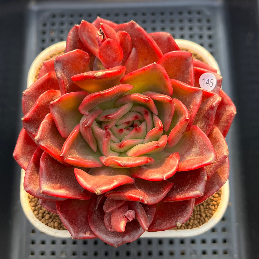 Echeveria 'Red Spider Lily' 5" Large Succulent Plant Cutting – True ...