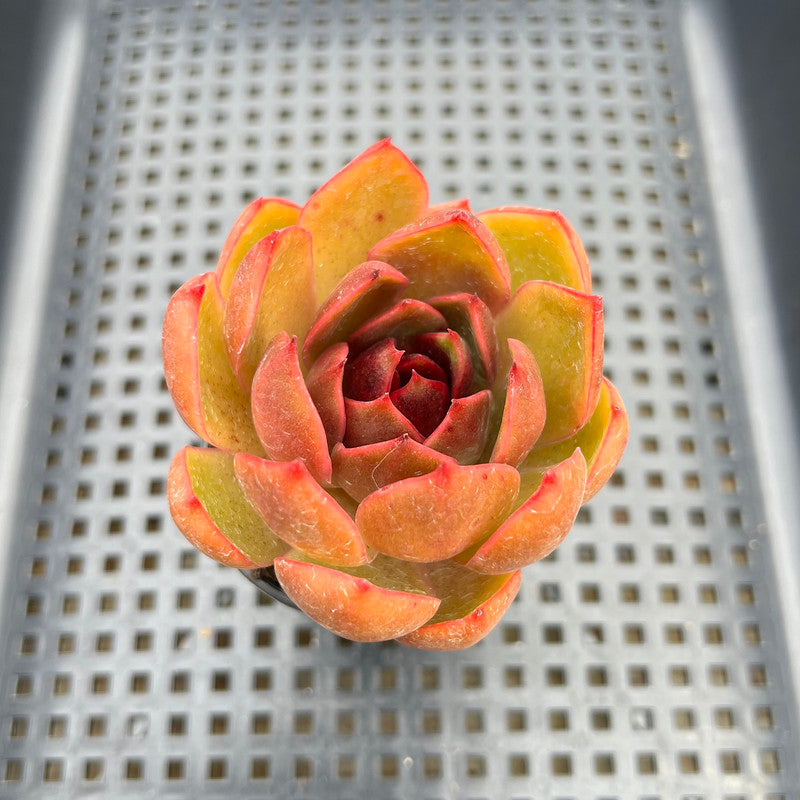 Echeveria 'Red Lantern 2" Succulent Plant – True Succulents Plant Co.