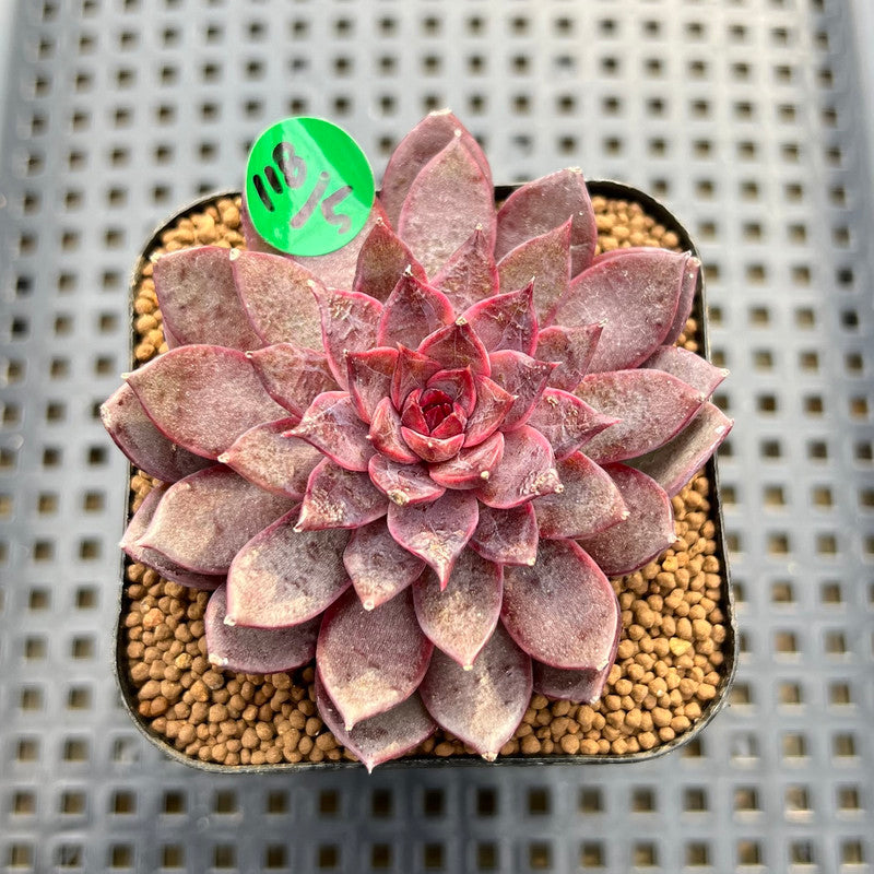 Echeveria 'Black Knight' New Hybrid 2" Succulent Plant Cutting – True ...