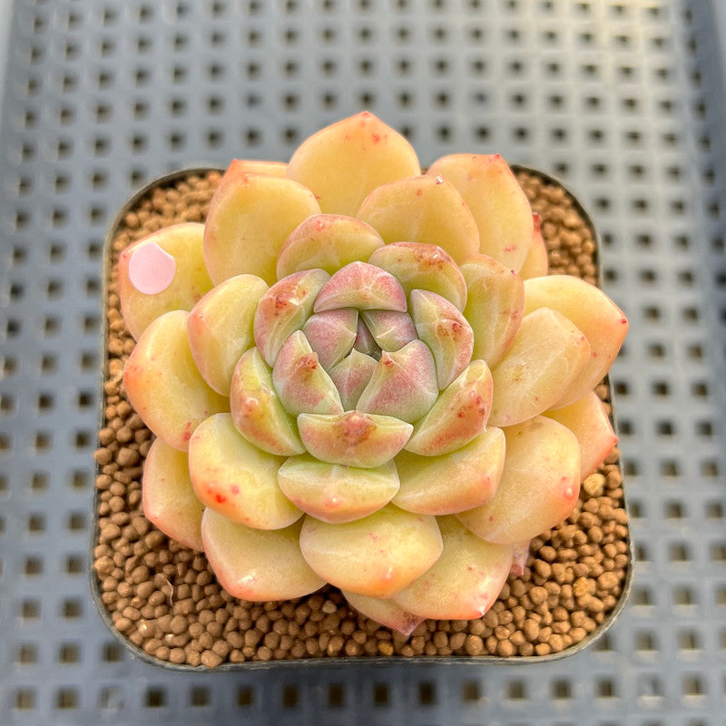 Echeveria 'Sarahime' x 'Hyalina' Hybrid 2" Flower Village Hybrid Succu ...