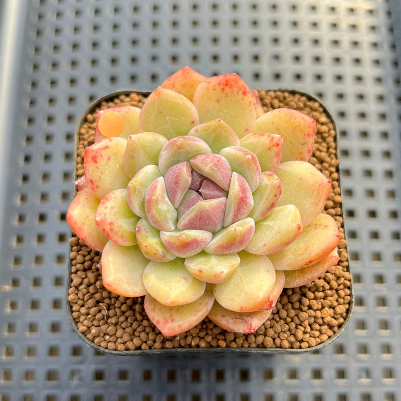 Echeveria 'Sarahime' x 'Hyalina' Hybrid 2" Flower Village Hybrid Succu ...
