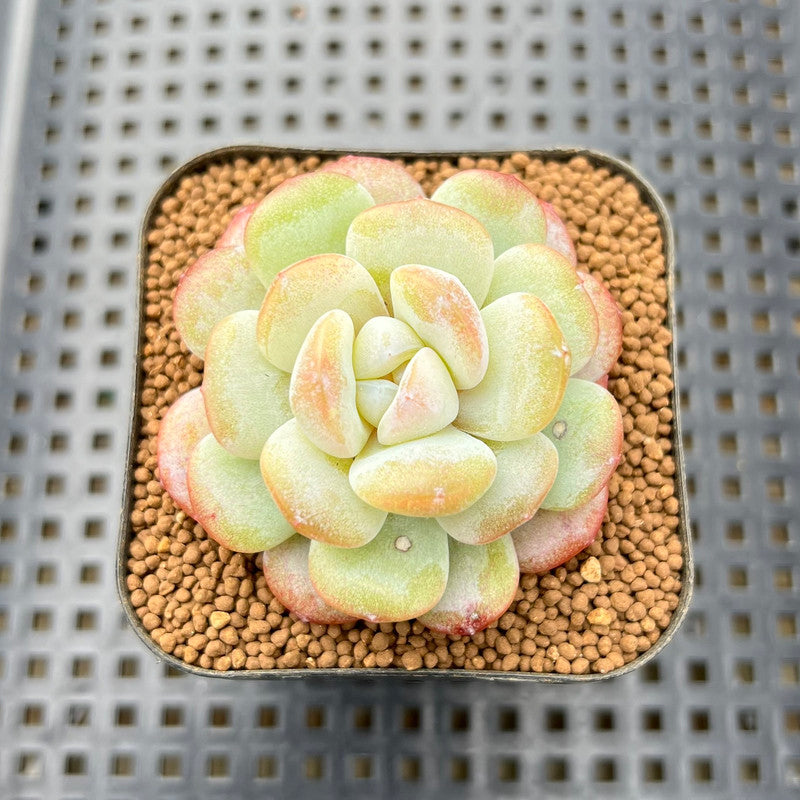 Echeveria 'Fluffy' 2" New Hybrid Succulent Plant Cutting – True ...