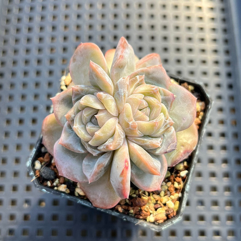 Echeveria 'Strawberry Boba' 2" Succulent Plant – True Succulents Plant Co.