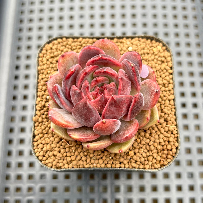 Echeveria 'Purple Elin' 2" Succulent Plant Cutting – True Succulents ...