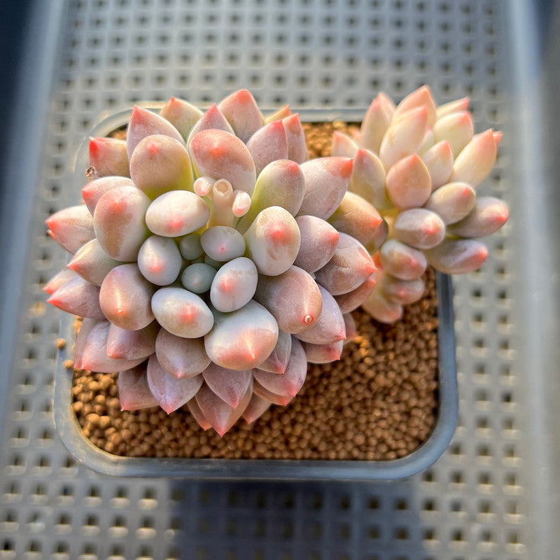 Pachyphytum 'Angel Finger' 2" Succulent Plant – True Succulents Plant Co.
