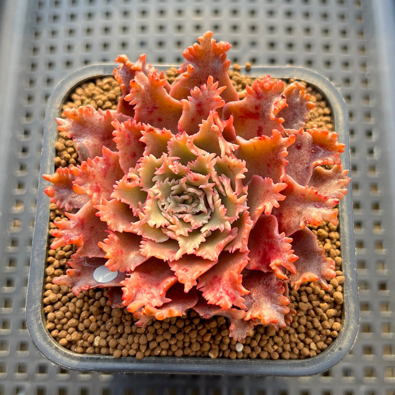 Graptoveria 'Starfire' 2" (Suculentia Original Hybrid) Succulent Plant ...