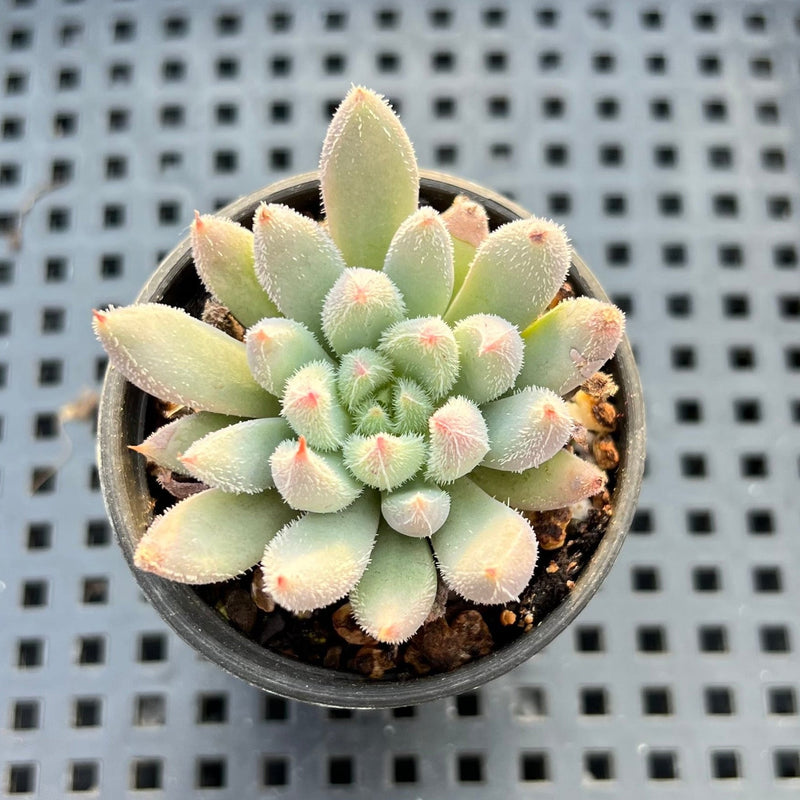 Echeveria 'Hamilton' 1"-2" (Setosa Hybrid) Succulent Plant – True ...