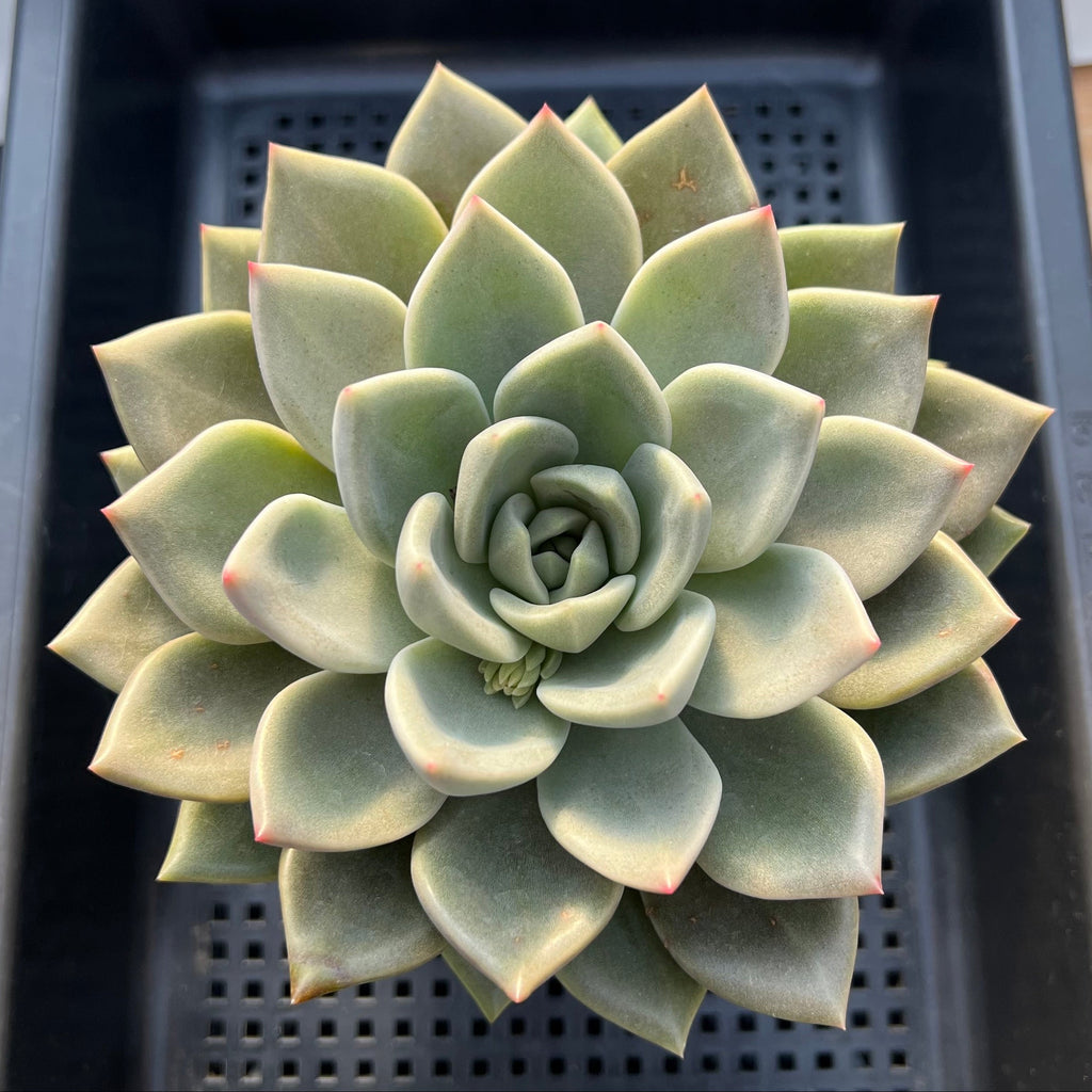 Echeveria sp. 6"-7" Extra Large (Unique Grey Coloration) Succulent Pla ...
