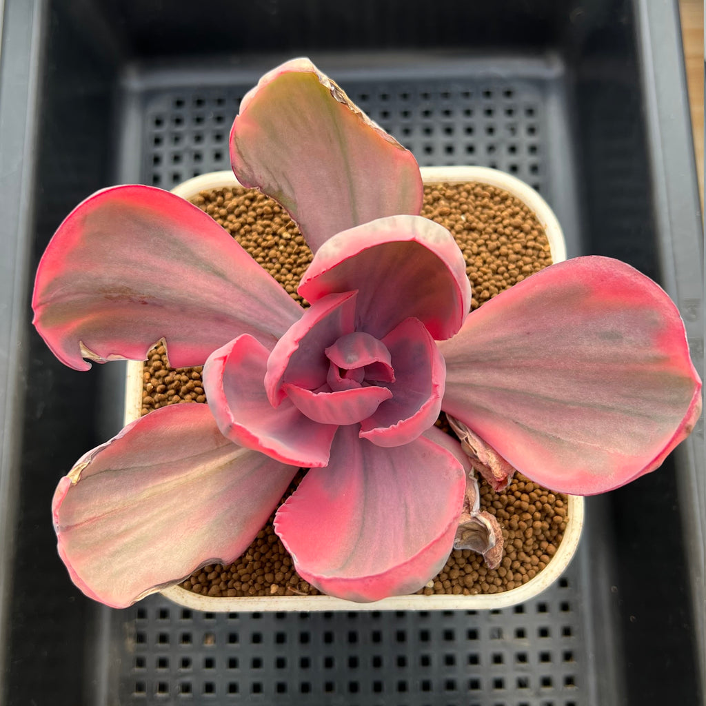 Echeveria 'Pink Angel' 3"-4" Succulent Plant Cutting – True Succulents ...