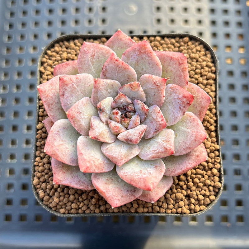Echeveria 'Rose Blossom' Mutated 2"-3" Succulent Plant Cutting – True ...