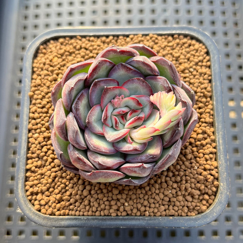 Echeveria 'Pollapo' (폴라포) 2" Succulent Plant Cutting – True Succulents ...