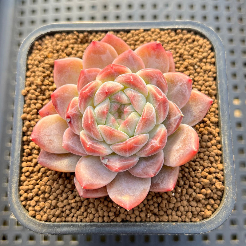 Echeveria 'Watermelon' 2" Succulent Plant Cutting – True Succulents ...