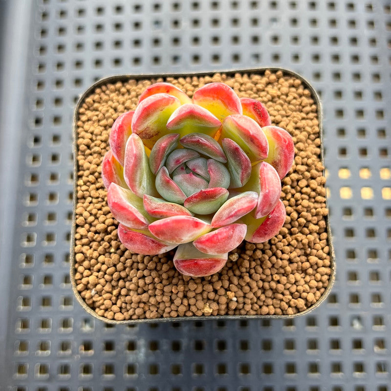 Echeveria 'Paul Shay' 1"-2" Succulent Plant Cutting – True Succulents ...