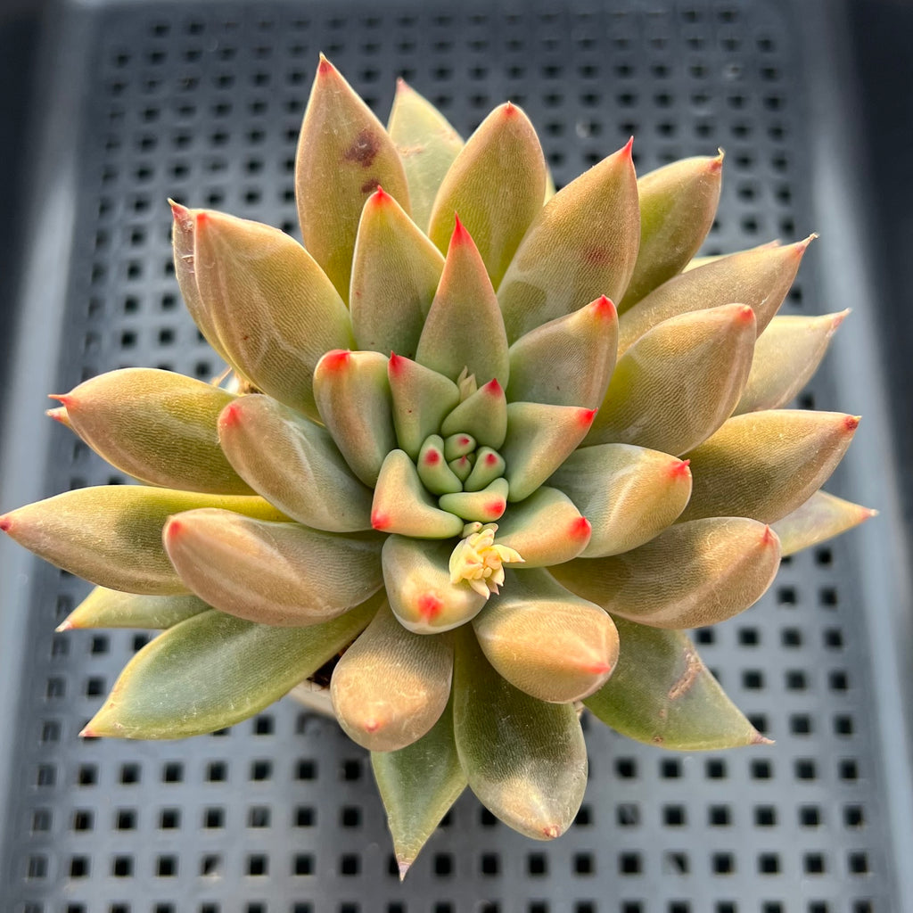 Echeveria 'Psyche' 3-4" Succulent Plant – True Succulents Plant Co.