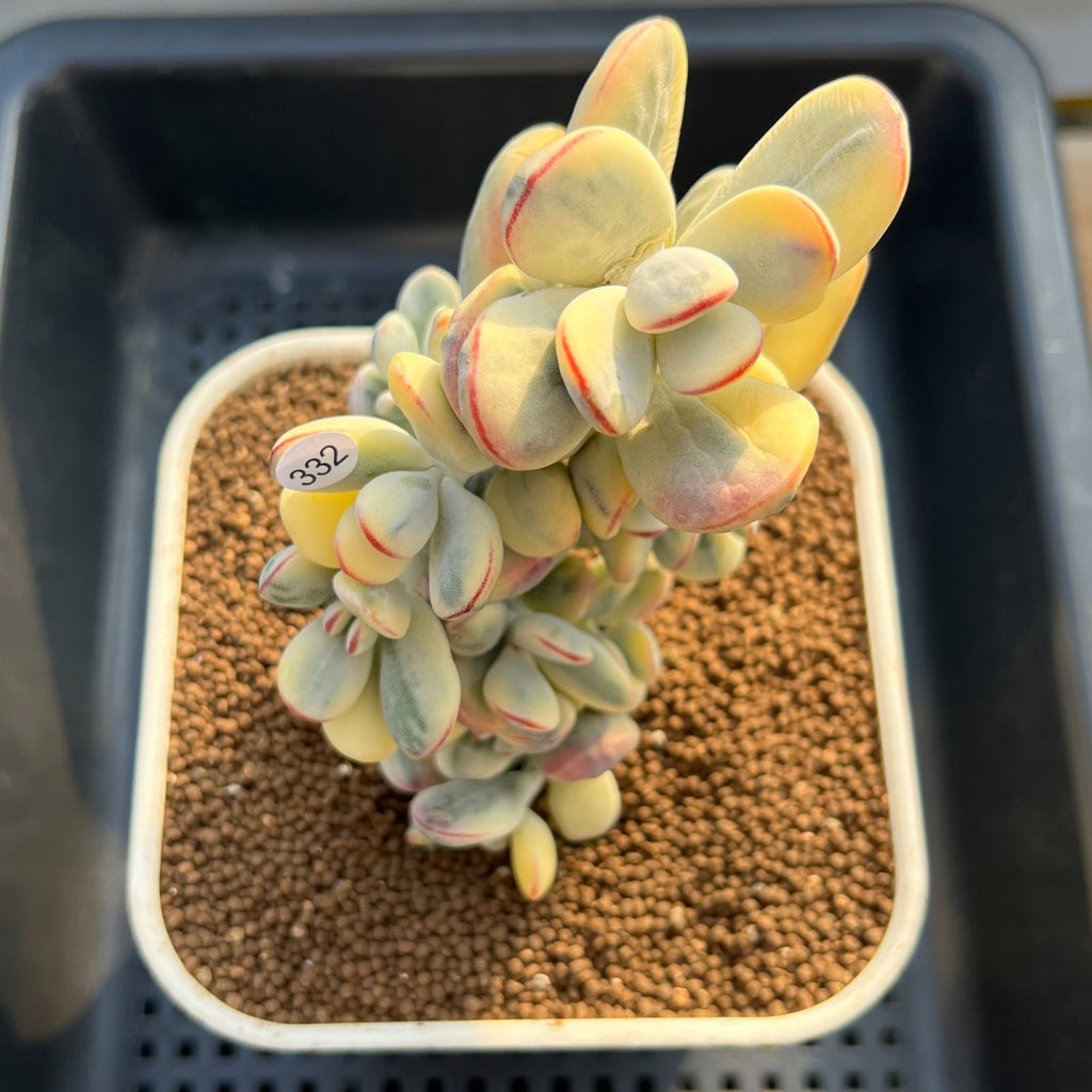 Cotyledon 'Orbiculata' Variegated 3"-4" Succulent Plant Cutting – True ...