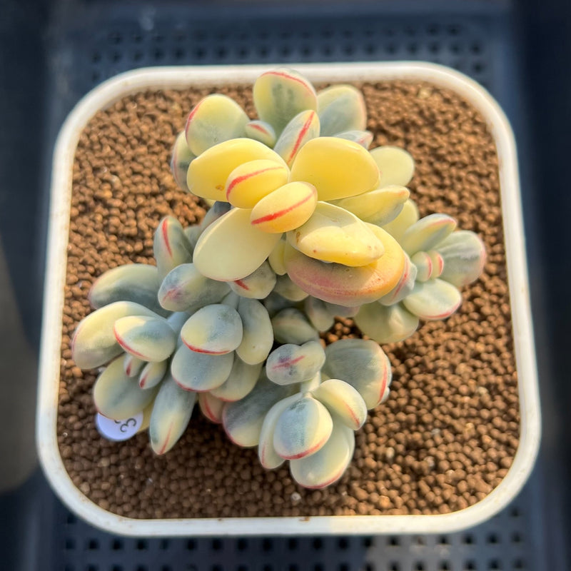 Cotyledon 'Orbiculata' Variegated 3"-4" Succulent Plant Cutting – True ...