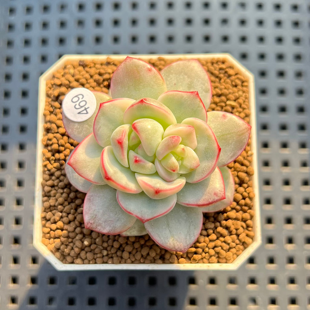 Sedeveria 'Pudgy' Variegated 2" Succulent Plant Cutting – True ...