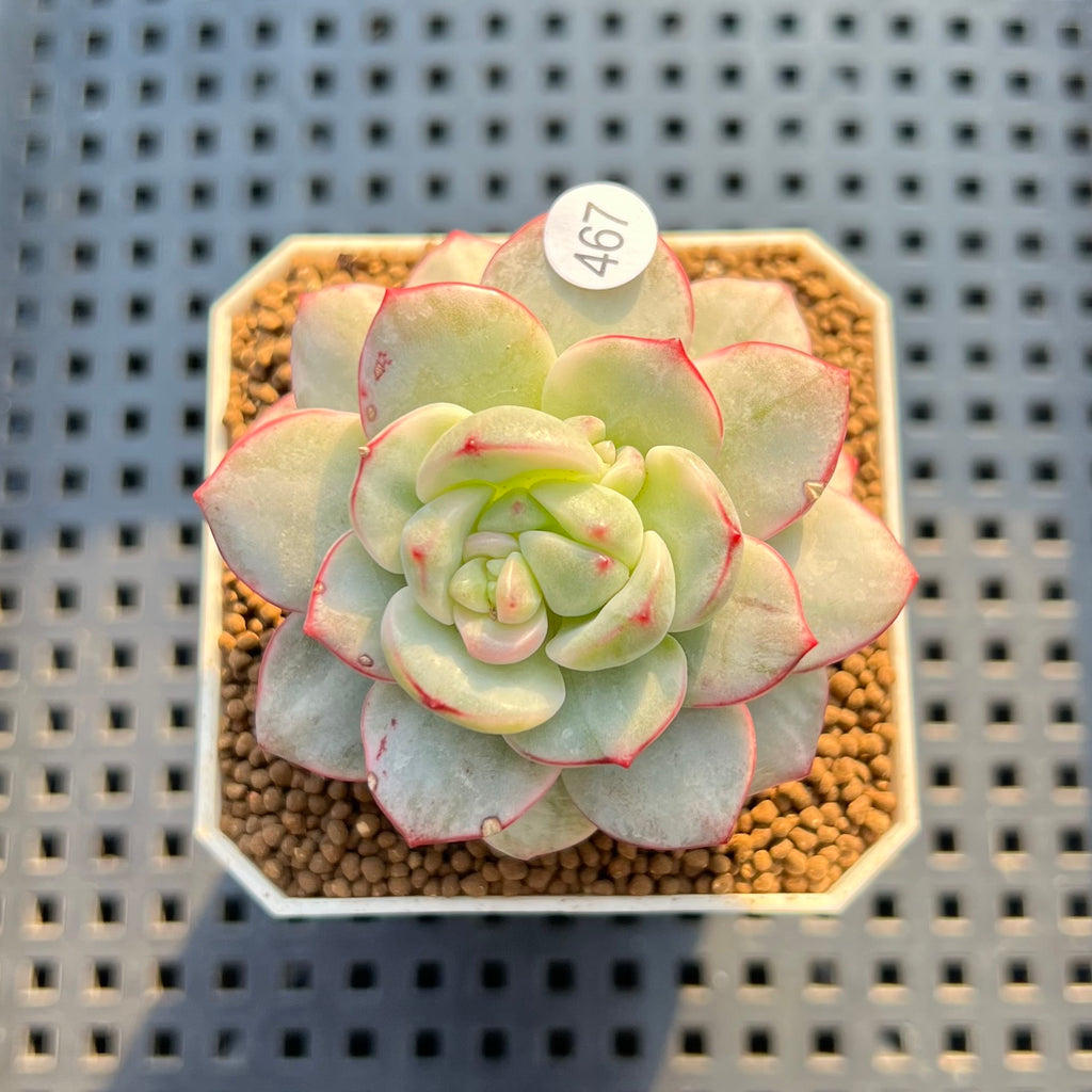 Sedeveria 'Pudgy' Variegated 2" Succulent Plant Cutting – True ...