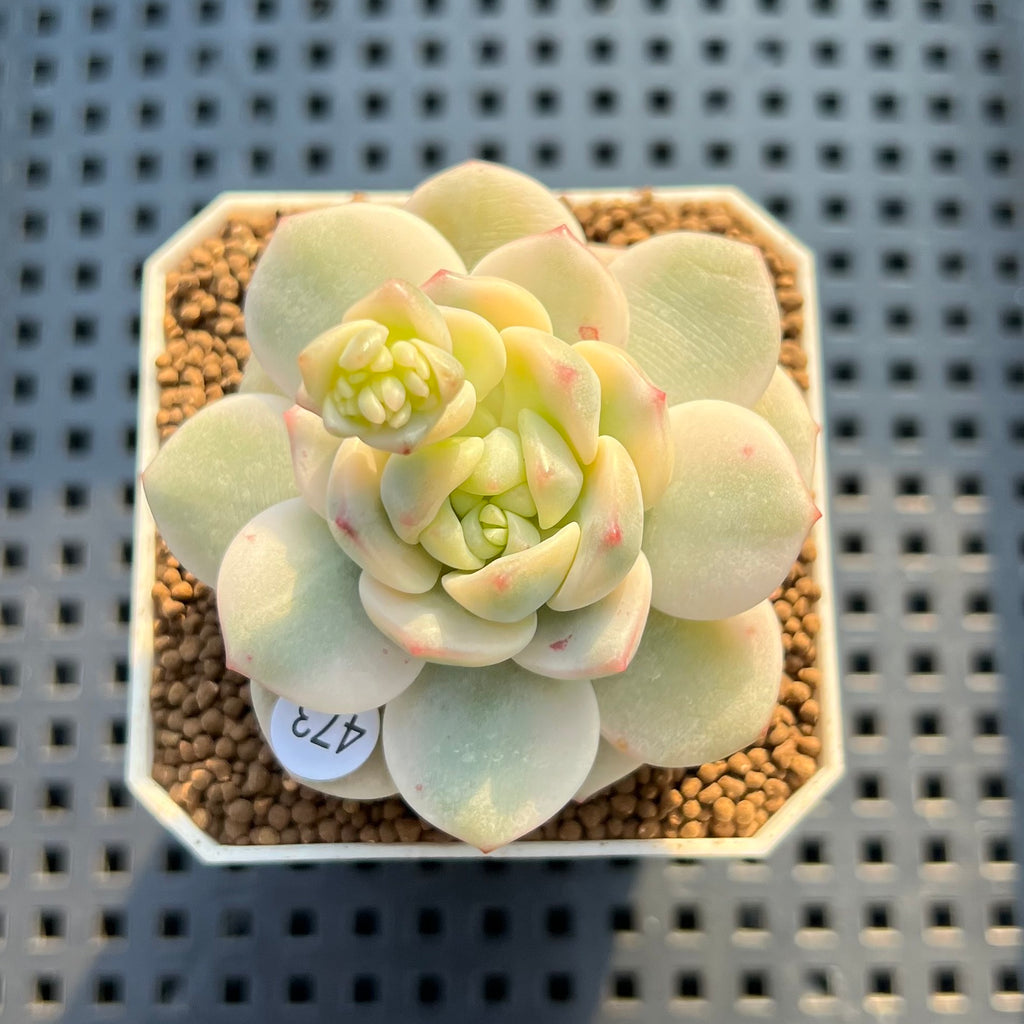 Sedeveria 'Pudgy' Variegated 2" Succulent Plant Cutting – True ...