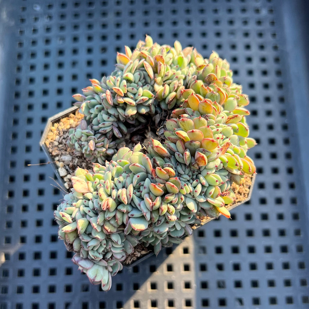 Echeveria 'Minima' Crested Cluster 3" Succulent Plant – True Succulents ...