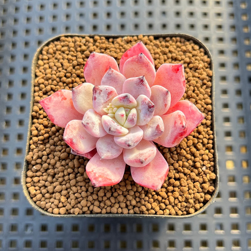 Echeveria 'Geronimo' 2" Succulent Plant Cutting – True Succulents Plant Co.